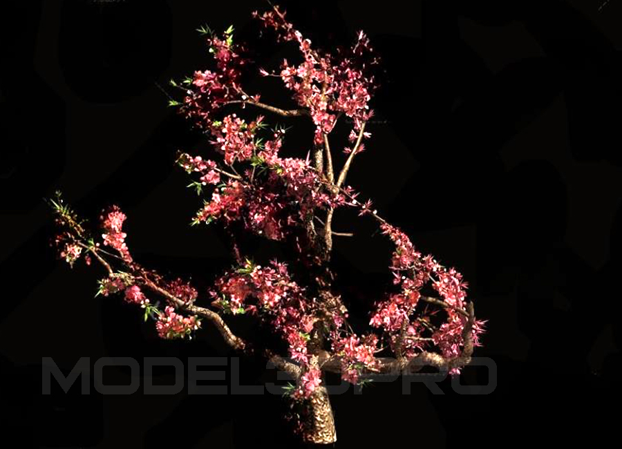 Peach Blossom Tree 3D Model – High Quality 3ds Max V-Ray Render - 3D ...