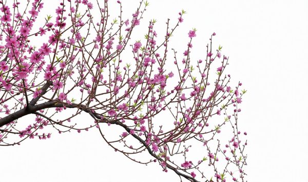 Free Download Peach Tree 3Ds Max Model Realistic Blossom Tree for ...